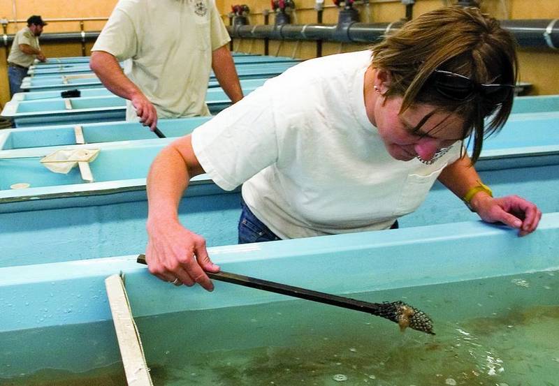 Whirling disease changed how hatchery raises fish | PostIndependent.com